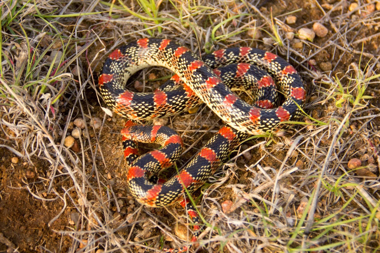 Are There Snakes In Kansas City at Harrison Greenwood blog