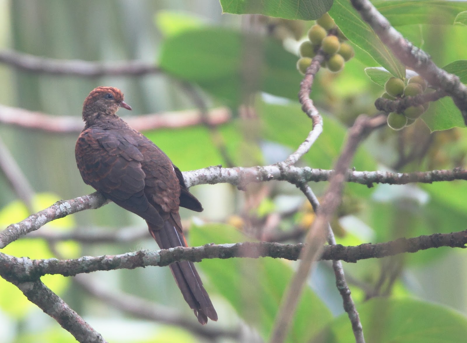 Mike is the name Birding is the game ( Birding in Malaysia - Malaysian ...