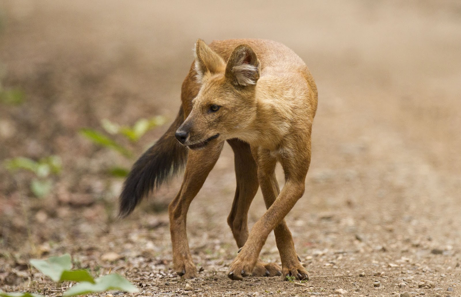 Dholes (Cuon alpinus)