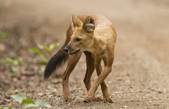 Dholes (Cuon alpinus)