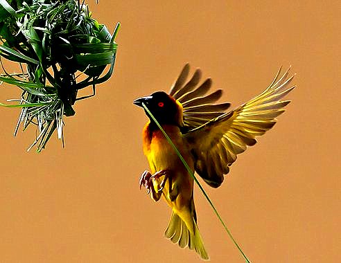 The Flying Tortoise: Nature Shows How Weaverbirds Create Beautiful Tiny ...
