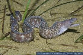 El mar Mediterraneo: Morena (Muraena Helena)