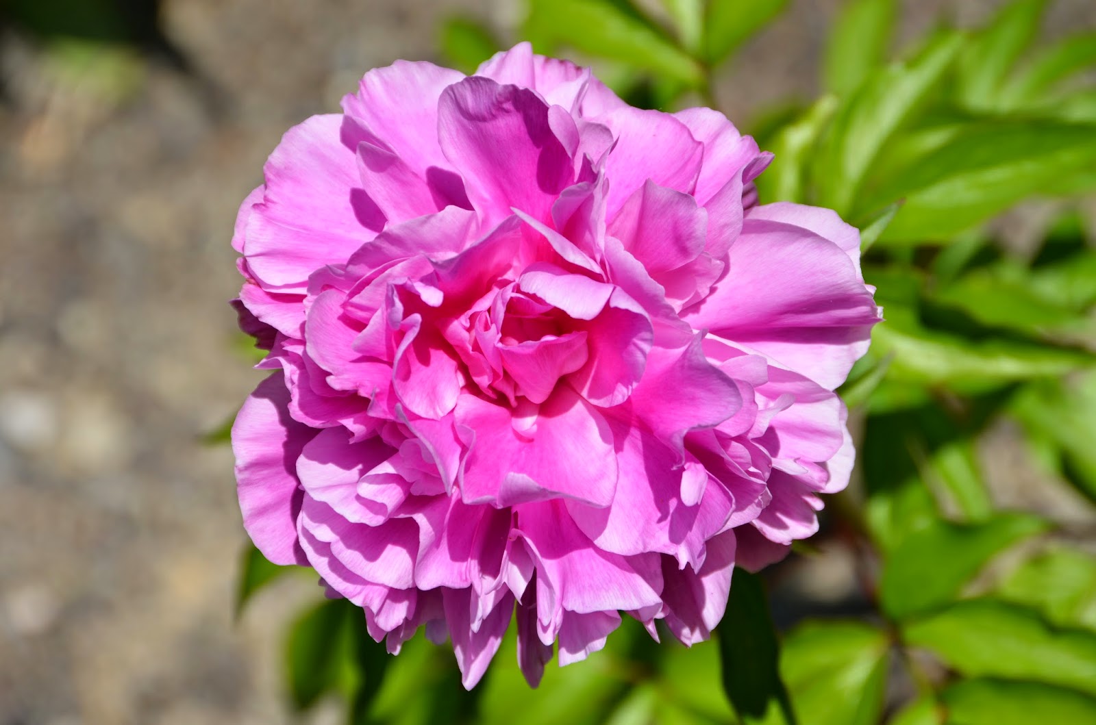 Southern Peony: 2015 Lavender Ruffles Peony Seedling Becomes Double