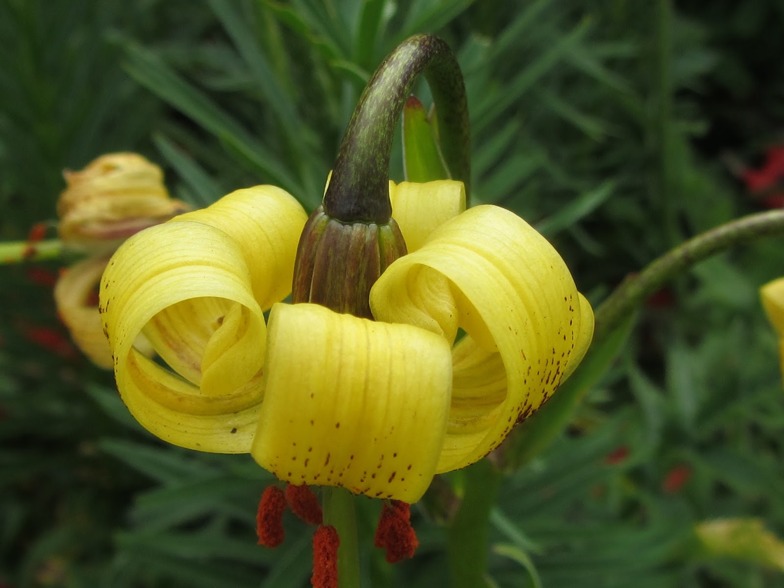 Burtown House Summer Flowers - Purity Belle Environmental Blog