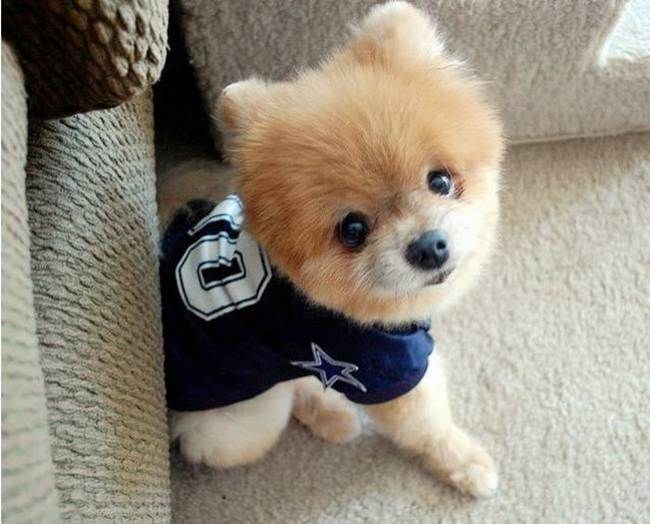 PETS and PLANTS: Cutie Dogs