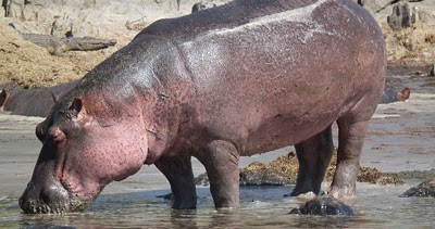 Synapsida: Secret Origins of the First Hippos