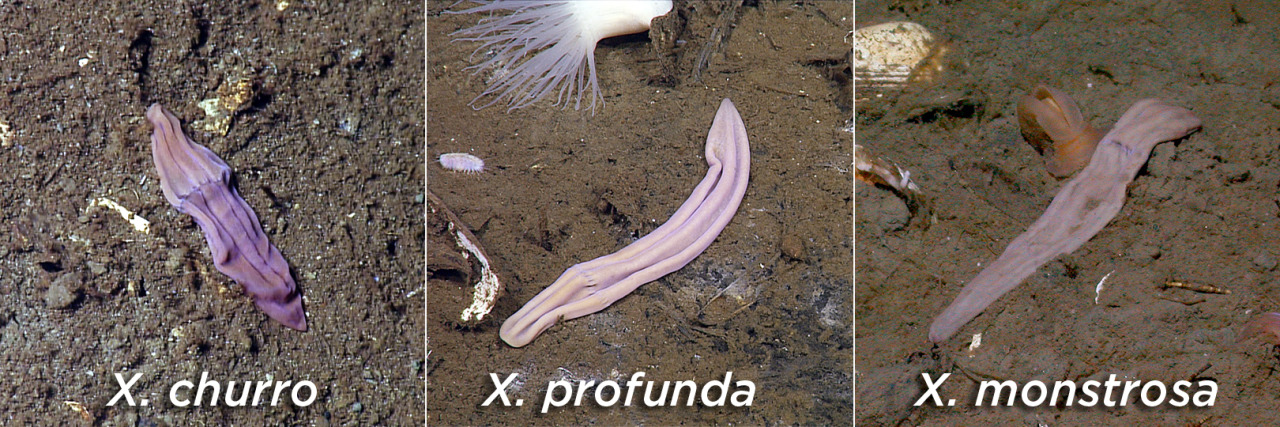 Real Monstrosities: Strange monstrosa