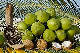 Blog De Todo un Poco sobre La Salud: El Coco, Rehidratante Natural