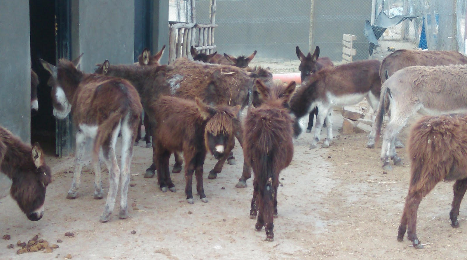 Madeline's Fairy-Tails: Helping Animals in Tangier, Morocco at Le ...