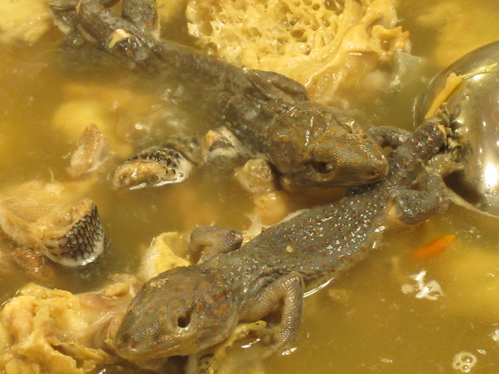 Jess n Ez: Lizard Soup Anyone?