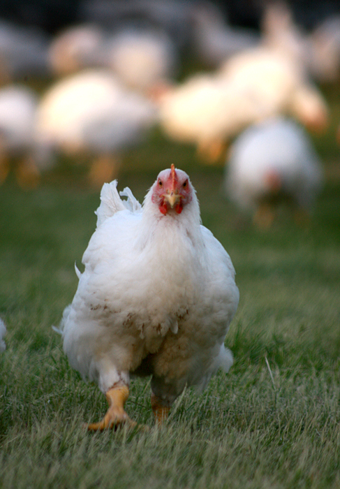 Free Range Capon Chickens