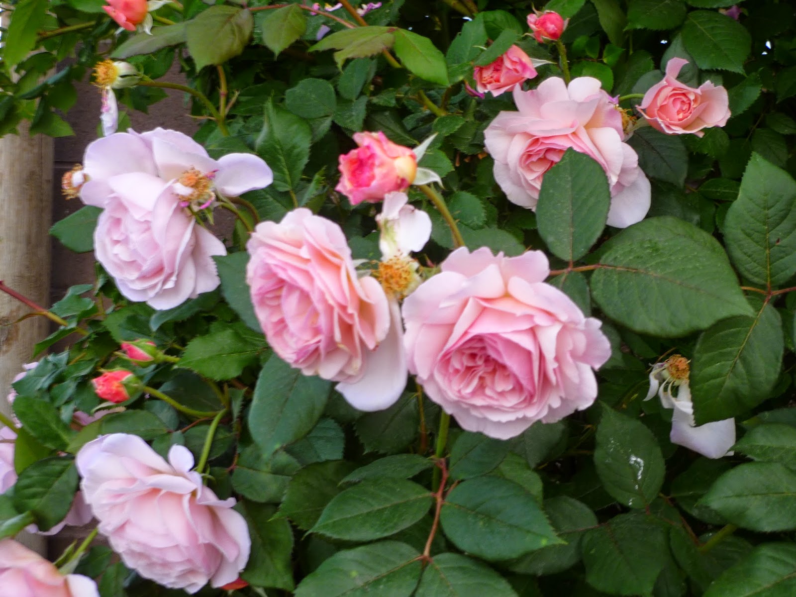 IN A GARDEN: Seven Years