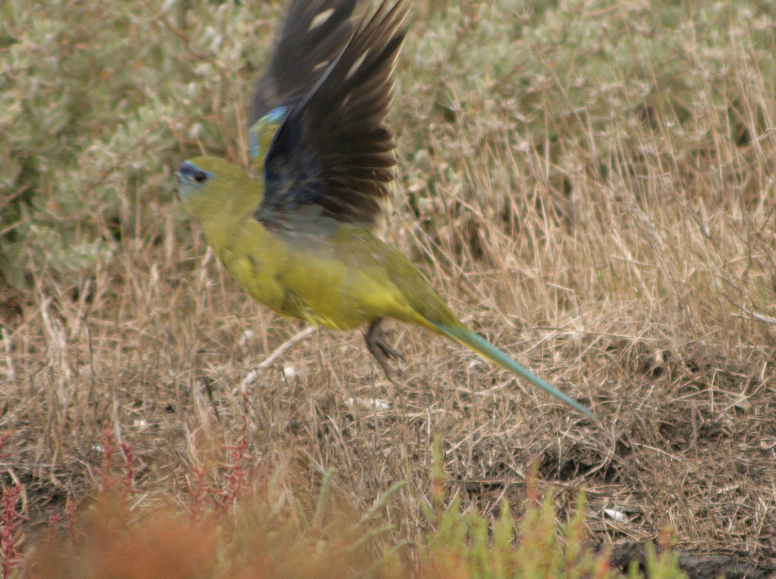 In search of the Orange-bellied Parrot
