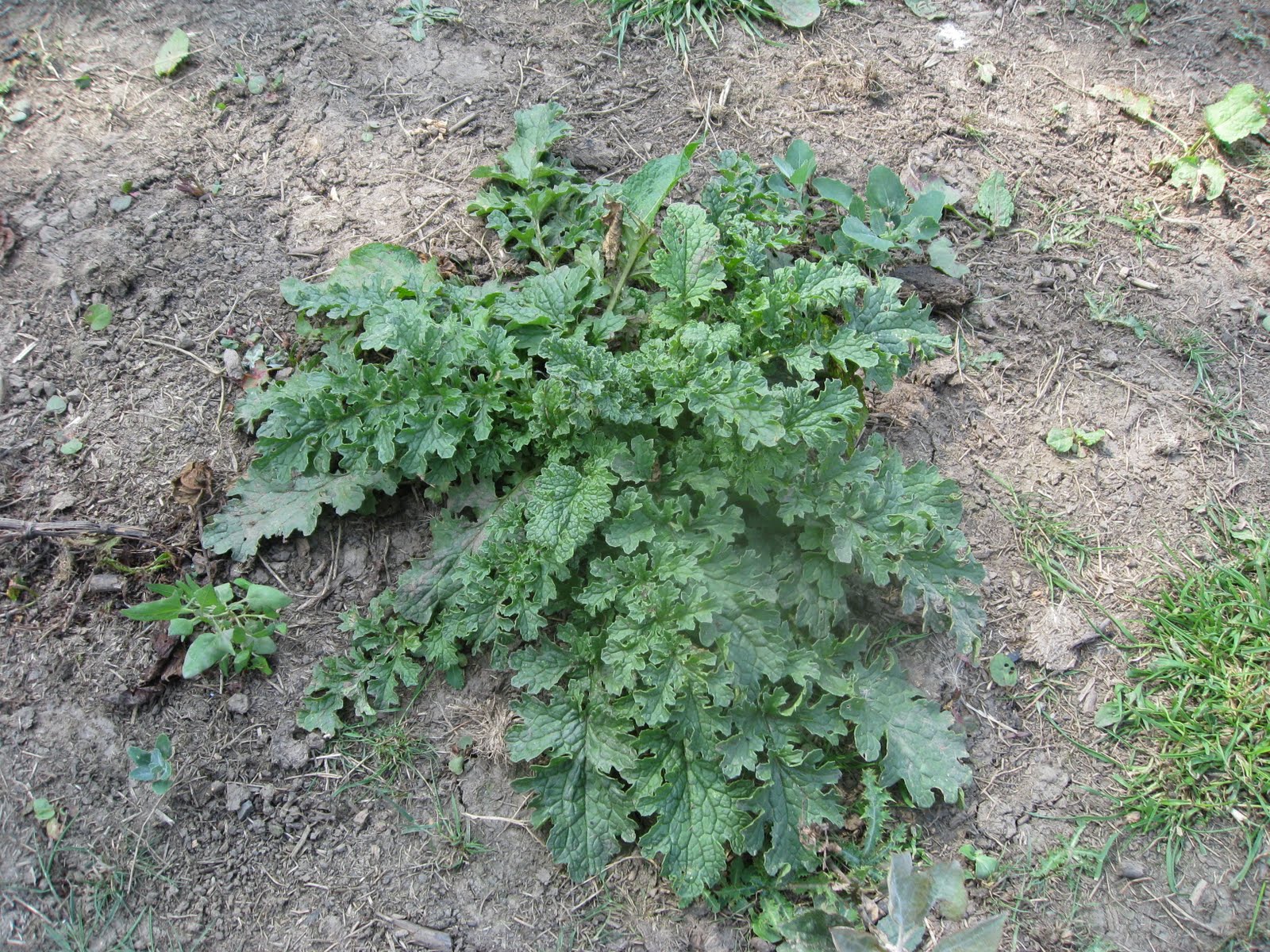 New Horse Owners: Do you know how to identify Ragwort?