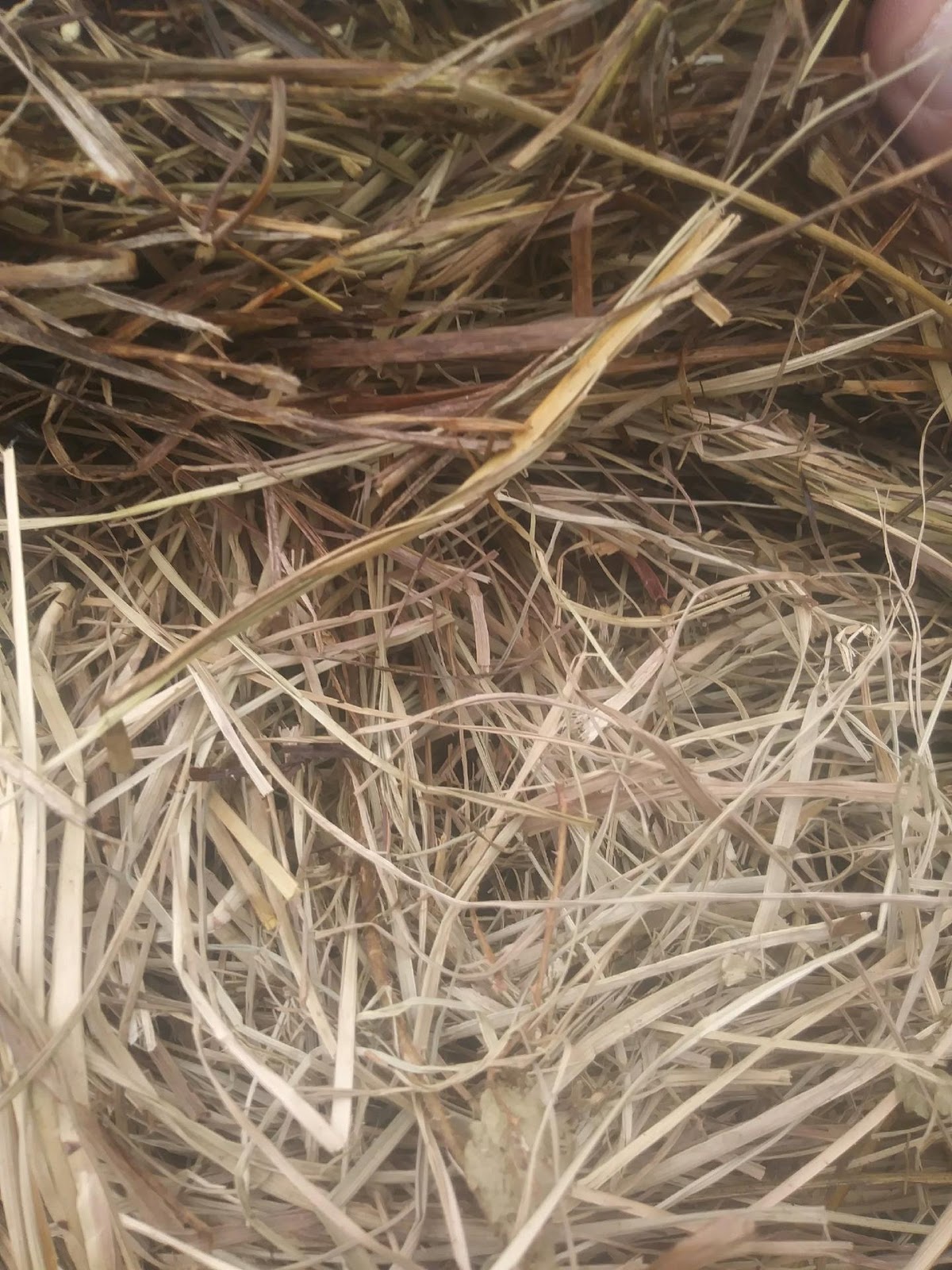 White House Farms: Argentina Bahia Grass Hay