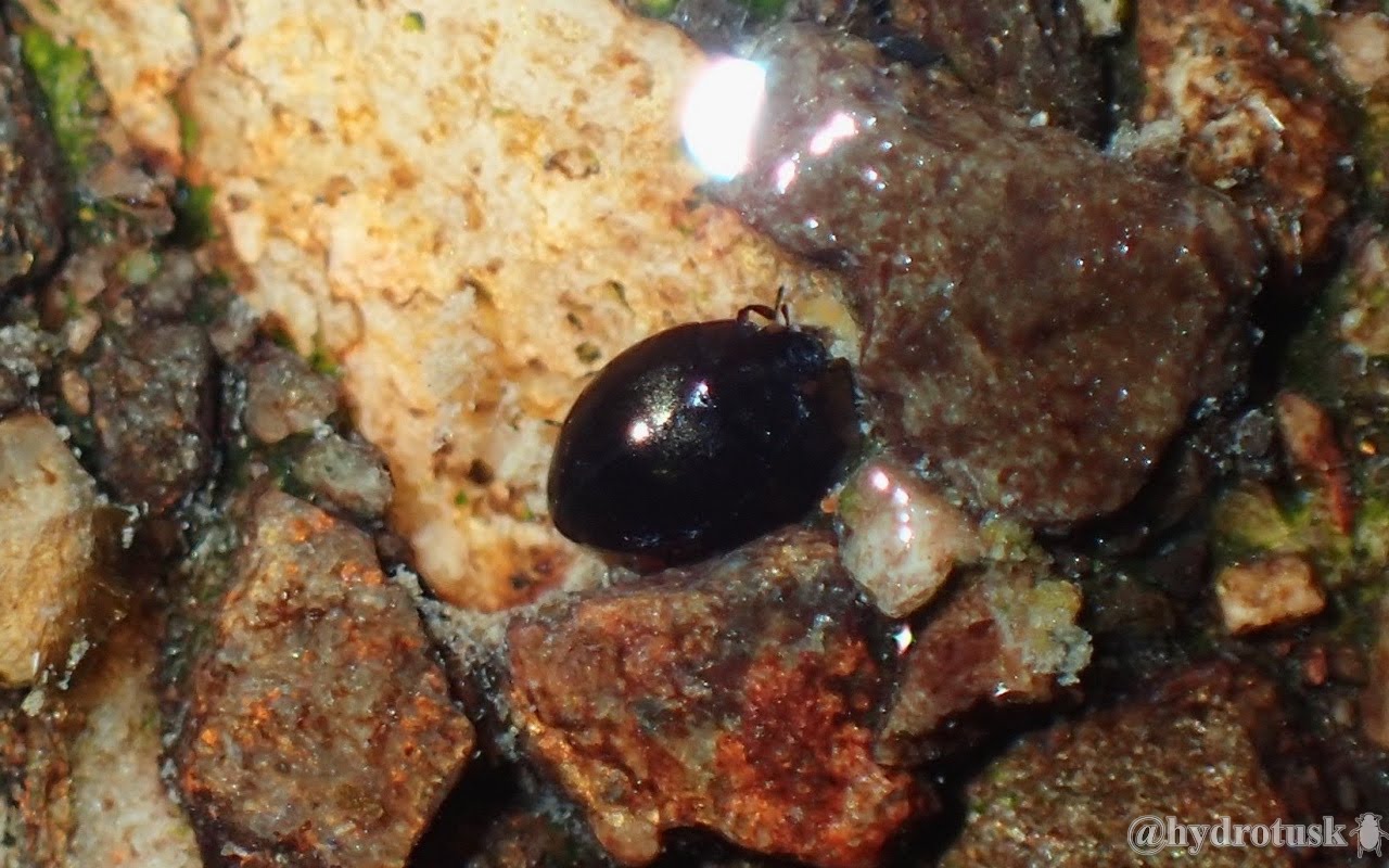 しみじみ牙蟲: ツブミズムシ科 Torridincolidae