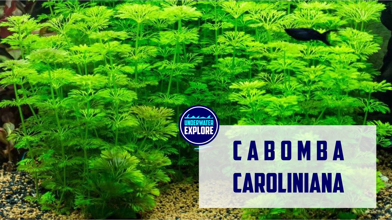 Underwater Explore: Cabomba Caroliniana