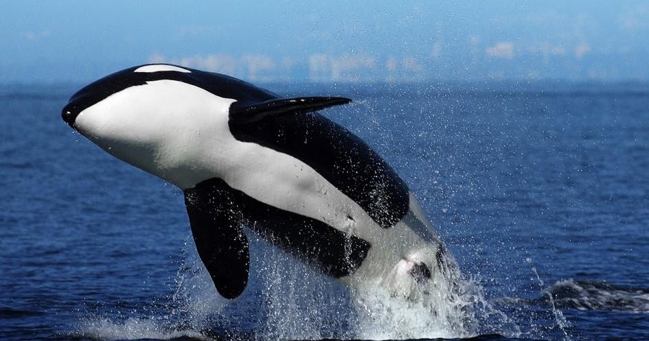 Every Day Is Special: September 26 – Shamu Day