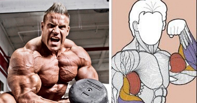 Lighter Weights Gives Same Gains As Heavy Weights, According to Research