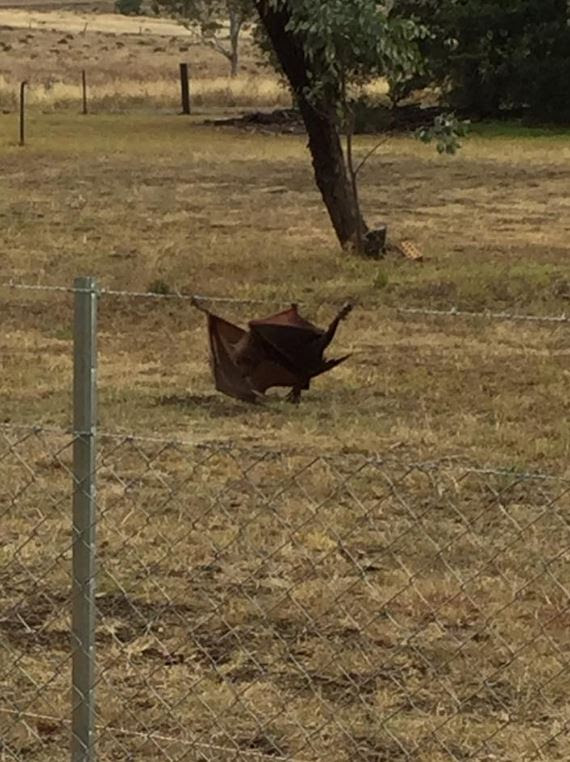a bat stuck in our barbed fence