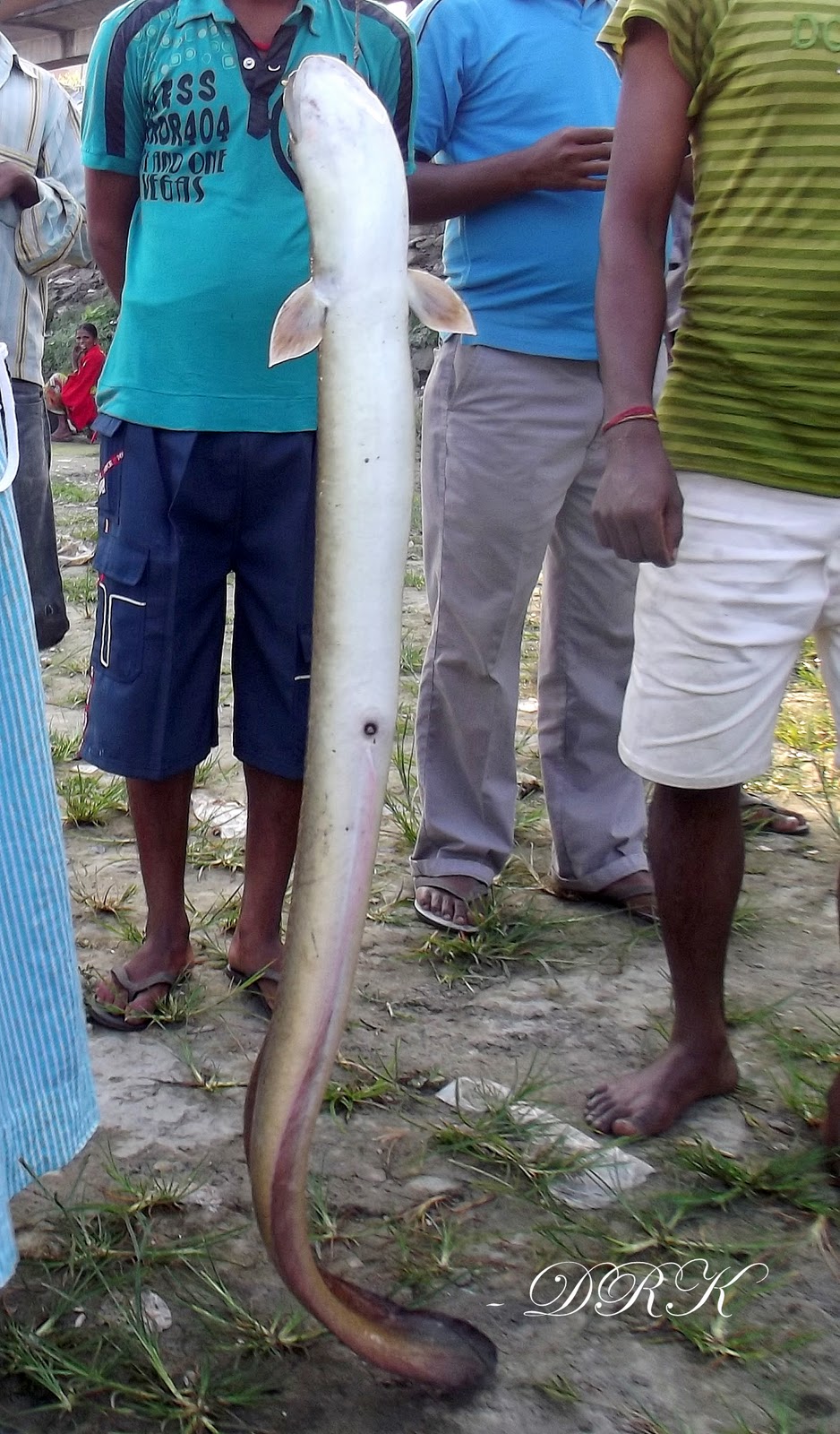 Diana Raj Kumari Photography: Bamush : Bengal Eel (Ophisternon Bengalense)