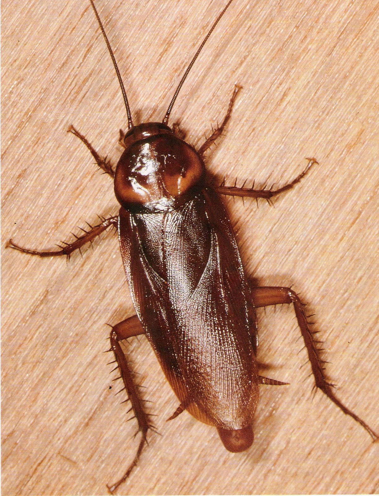 Zoológico Virtual do Koba: Barata