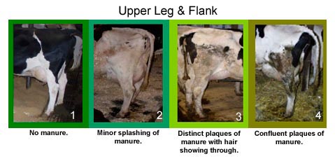 Ag Equipment & TMR Info Center: Getting the score on cow hygiene