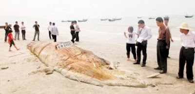 National Paranormal Association: 55 Foot Sea Monster Washed Ashore in China