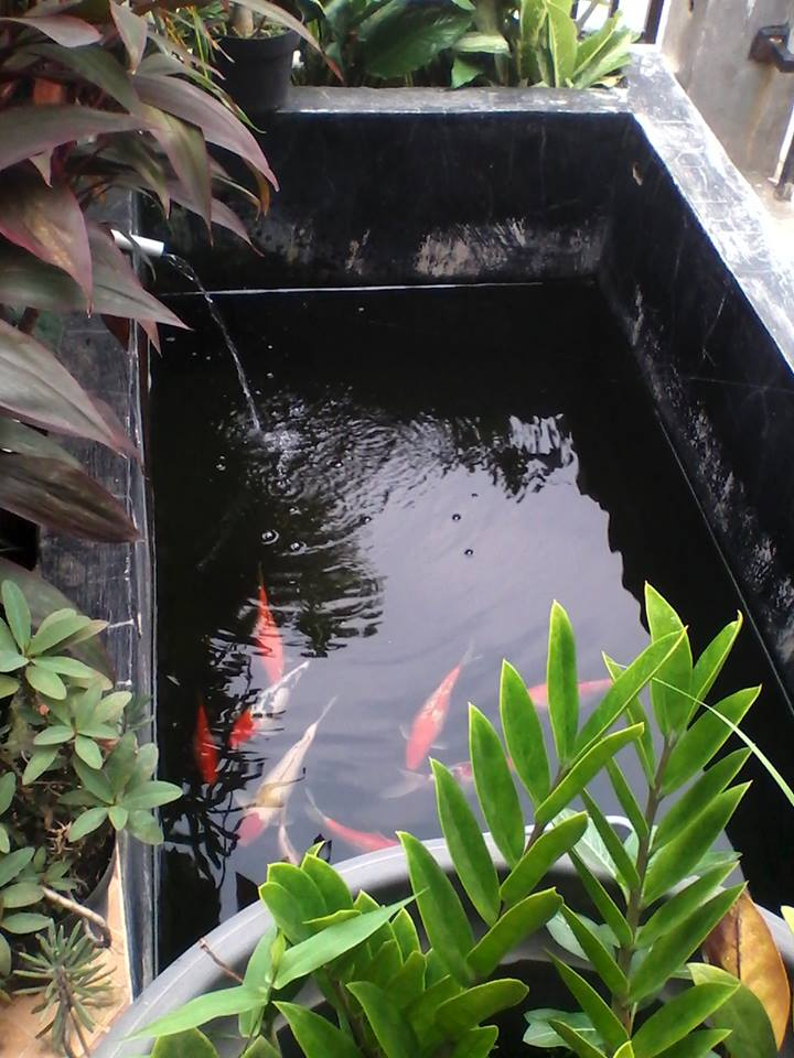 Isan Ginanjar : KOLAM KOI SEDERHANA