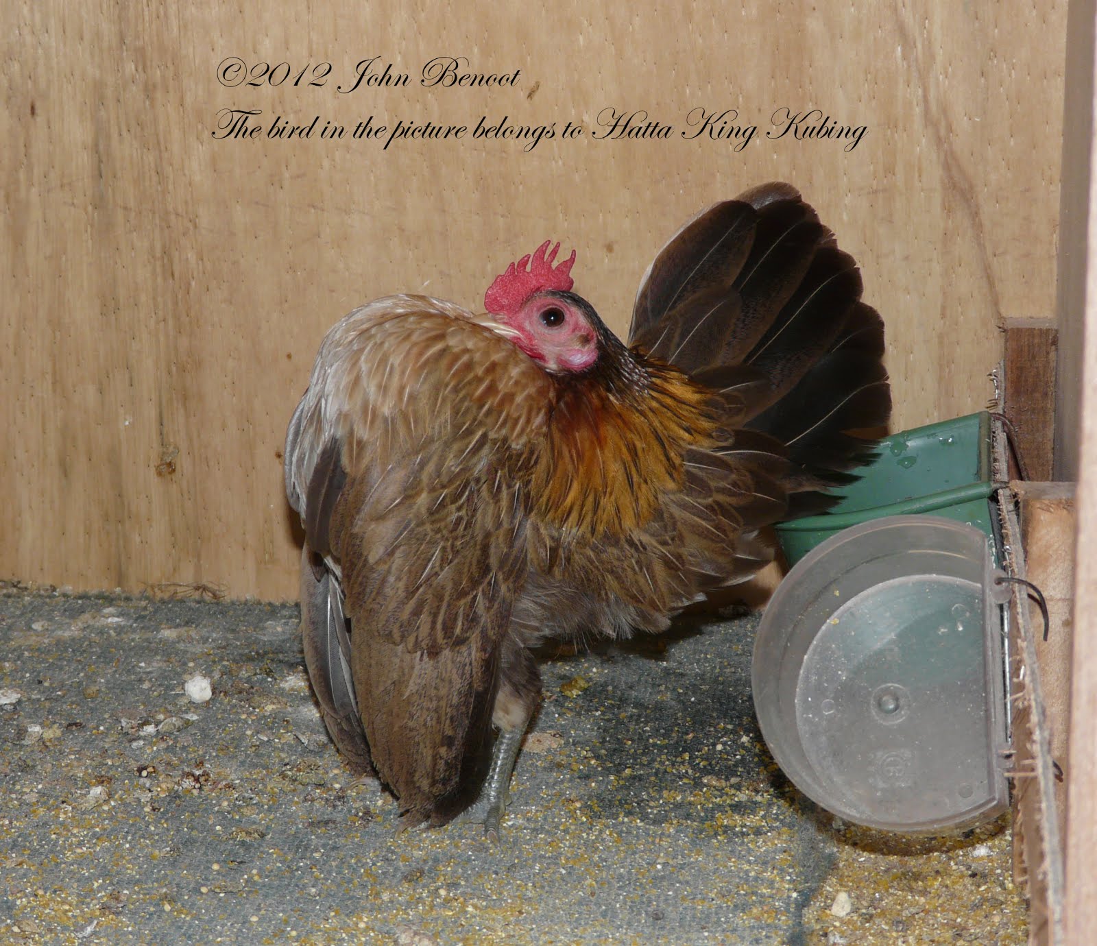 Serama - JungleKey.in Image