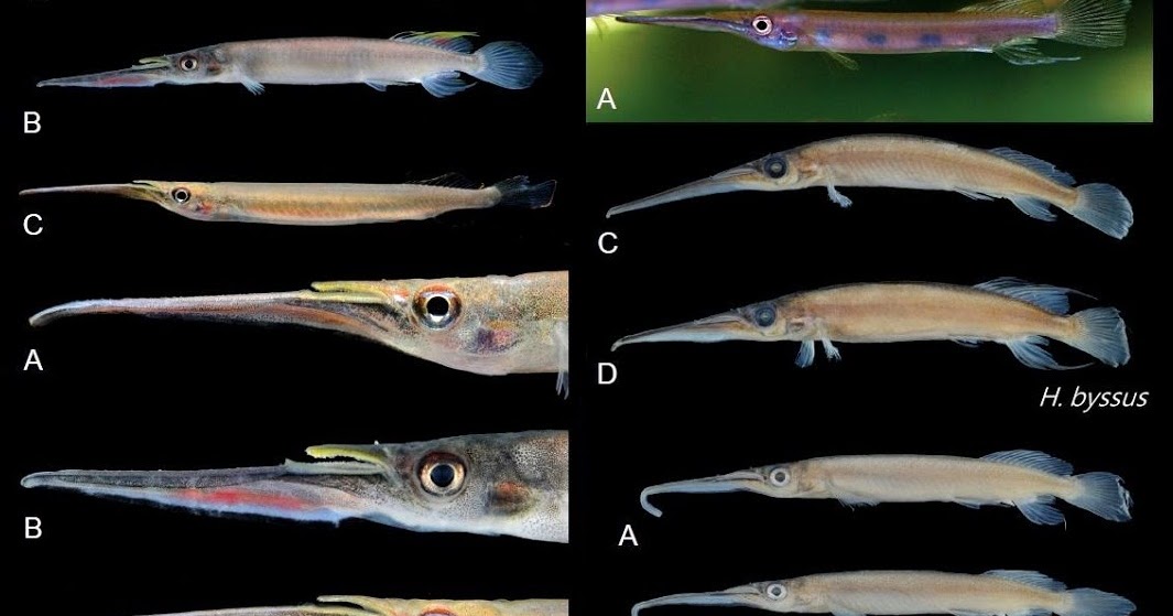 Species New to Science: [Ichthyology • 2013] Three New Species of ...