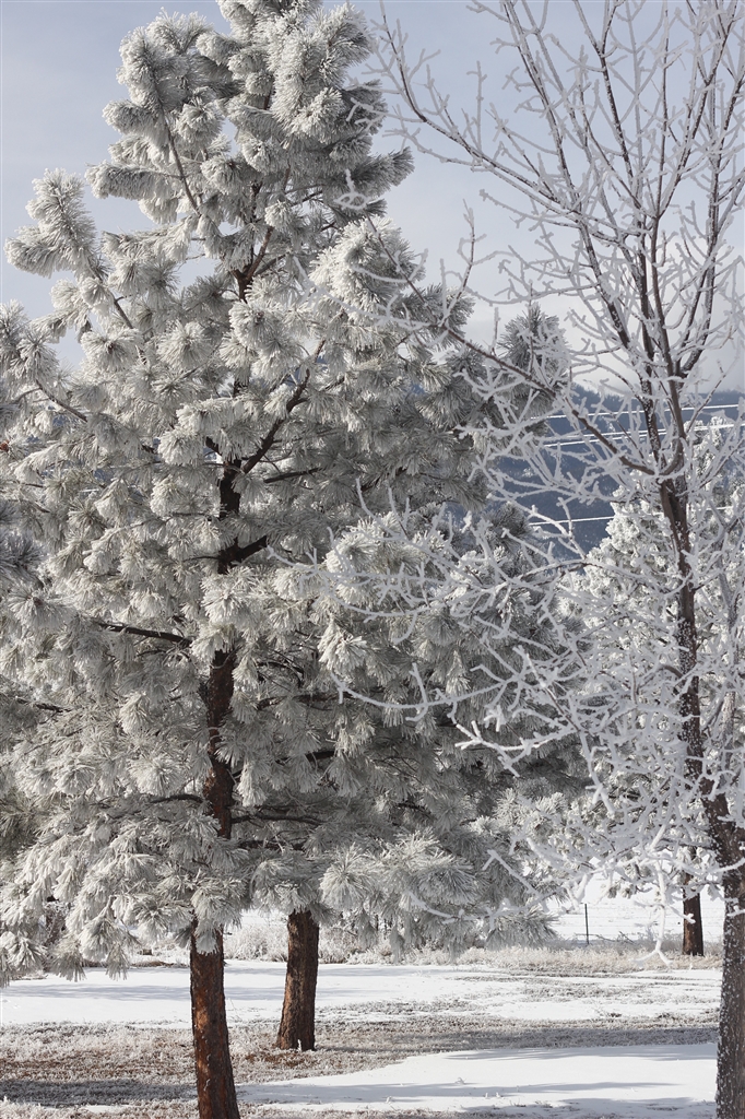 Prichardsix: Favorite Friday Photo-Winter