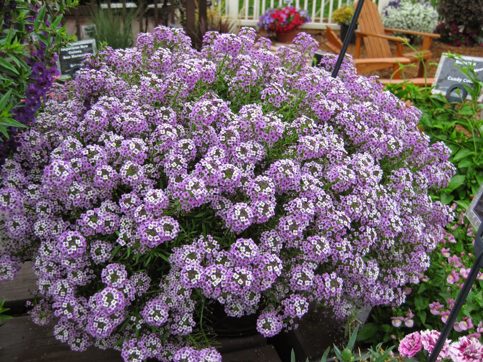 Rotary Botanical Gardens - Hort Blog: Sweet Alyssum (Lobularia maritima)