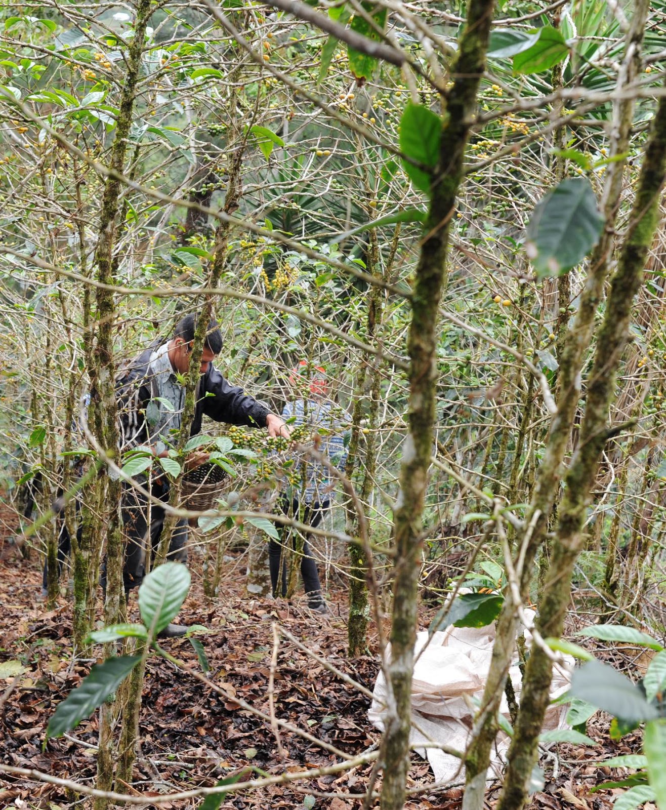 Unión MicroFinanza: Coffee leaf rust damages fields, production