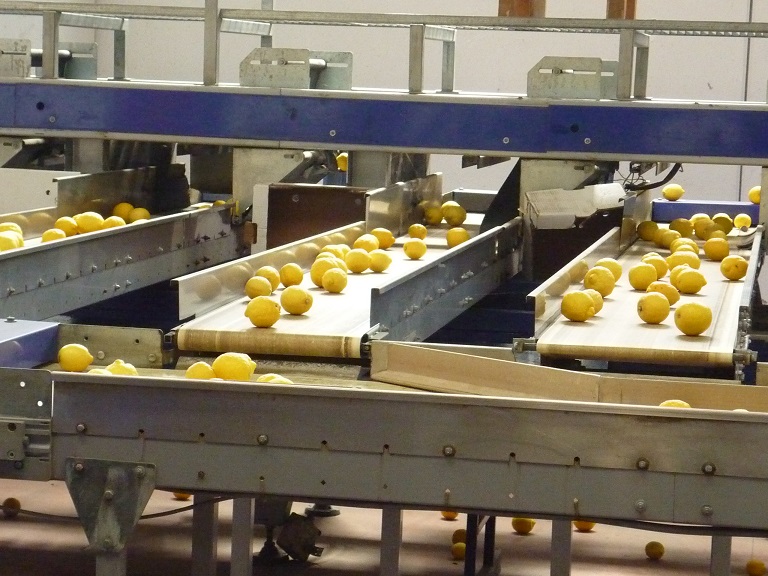 Pic of The Week: Sneak peak into an organic lemon producer. Lemons ...