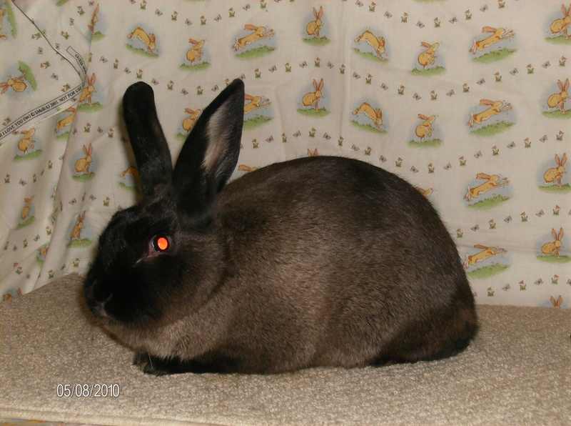 Especies Menores: American Rabbit Breeders Association (Razas de ...