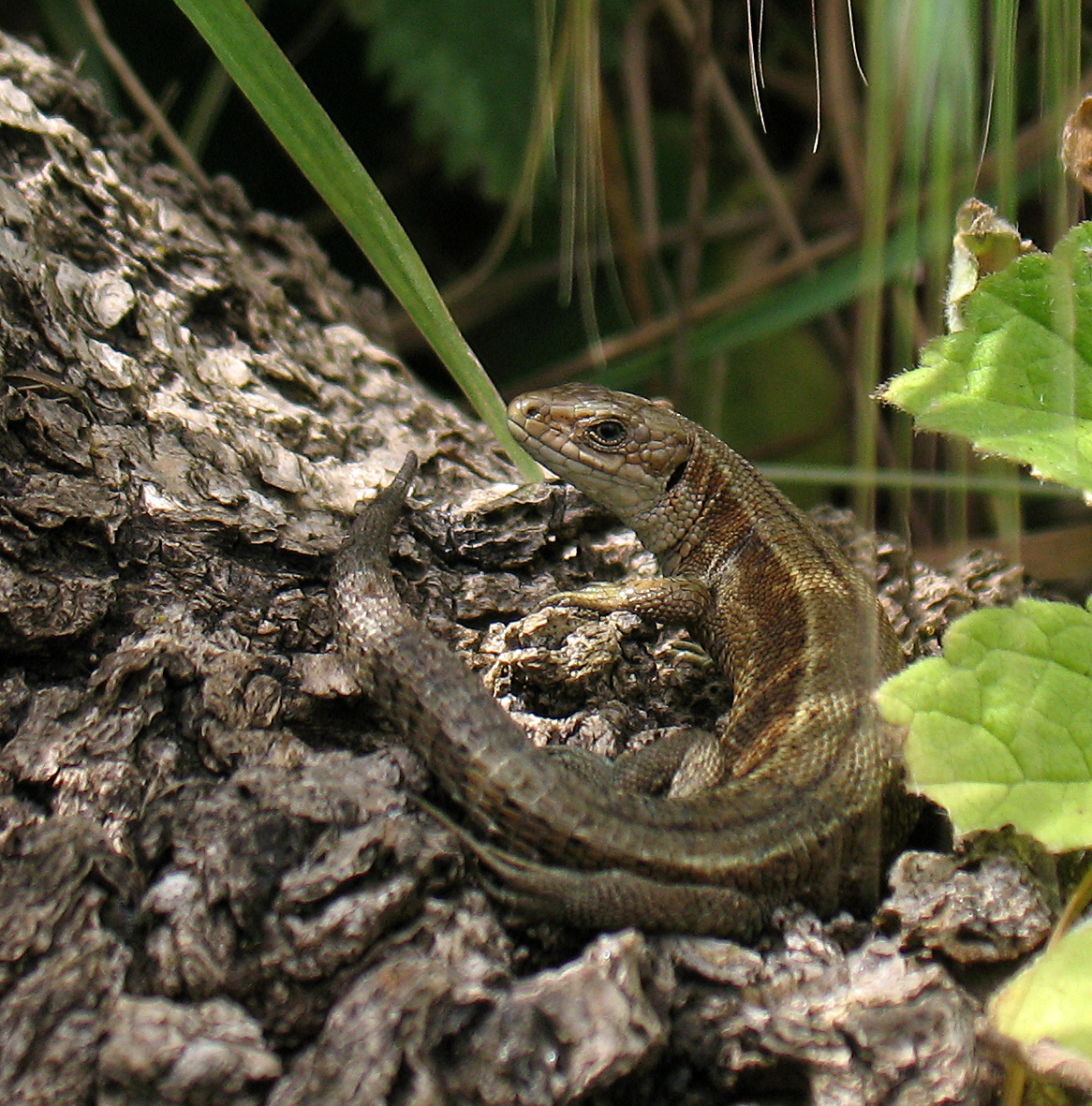Hedgeland Tales: Common Lizard