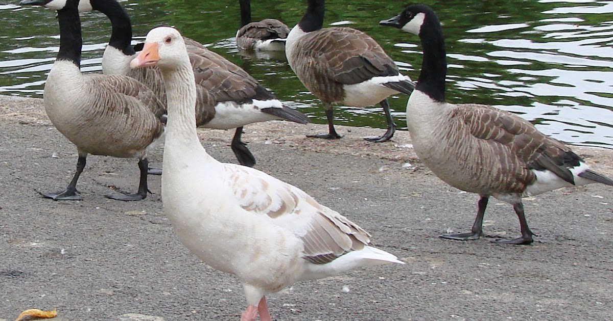 Birds and wildlife: Two Leucistic Greylag Geese