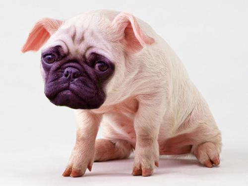 An odd bird: Pugs on everything