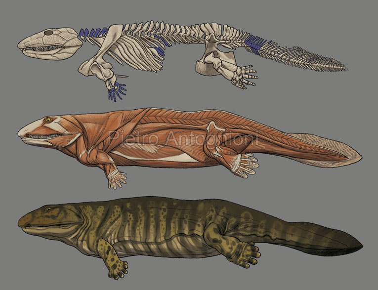 Pietro's Paleoart: Ichthyostega