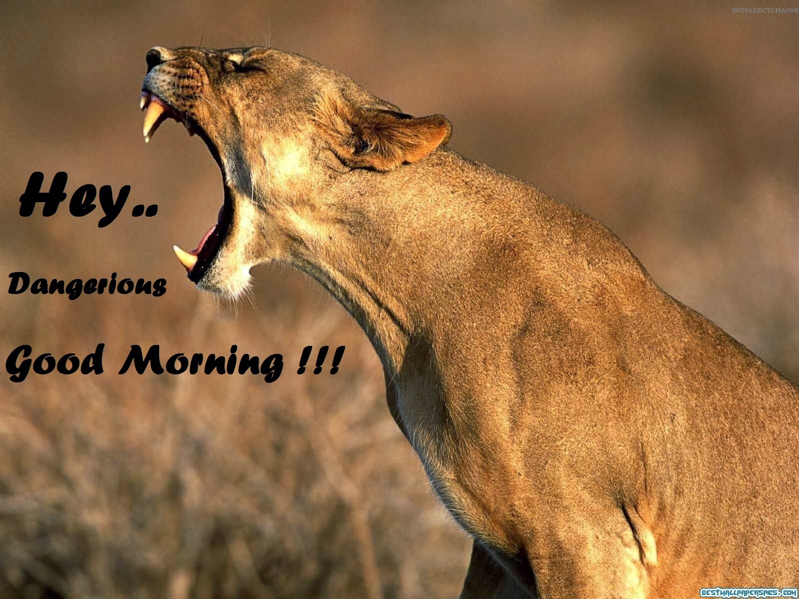 Danger, Dangerious Good Morning Wishes SMS - Messages Chaska