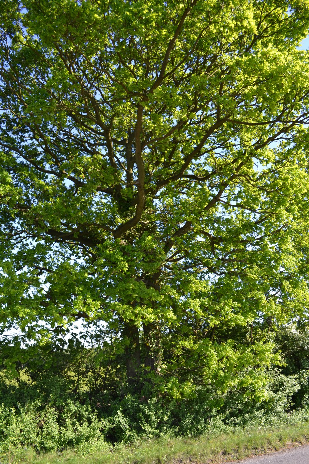 Walks among Flowers: Buckinghamshire: Oakley Parish Hedge