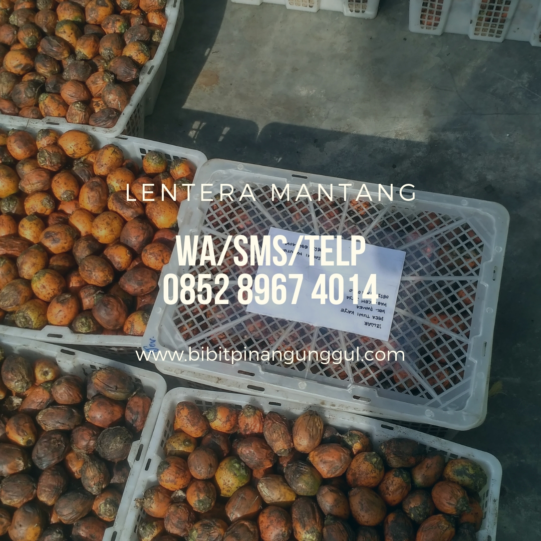 TERJAMIN !!! 0852 8967 4014 Jual Bibit Pinang Unggul Aceh - Lentera ... TERJAMIN !!! 0852 8967 4014 Jual Bibit Pinang Unggul Aceh - Lentera ...