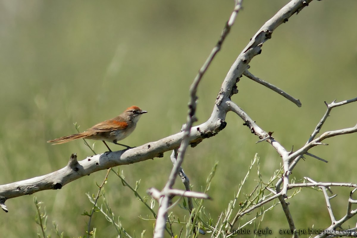 mis fotos de aves: Synallaxis albescens Pijui Cola Parda Pale-breasted ...