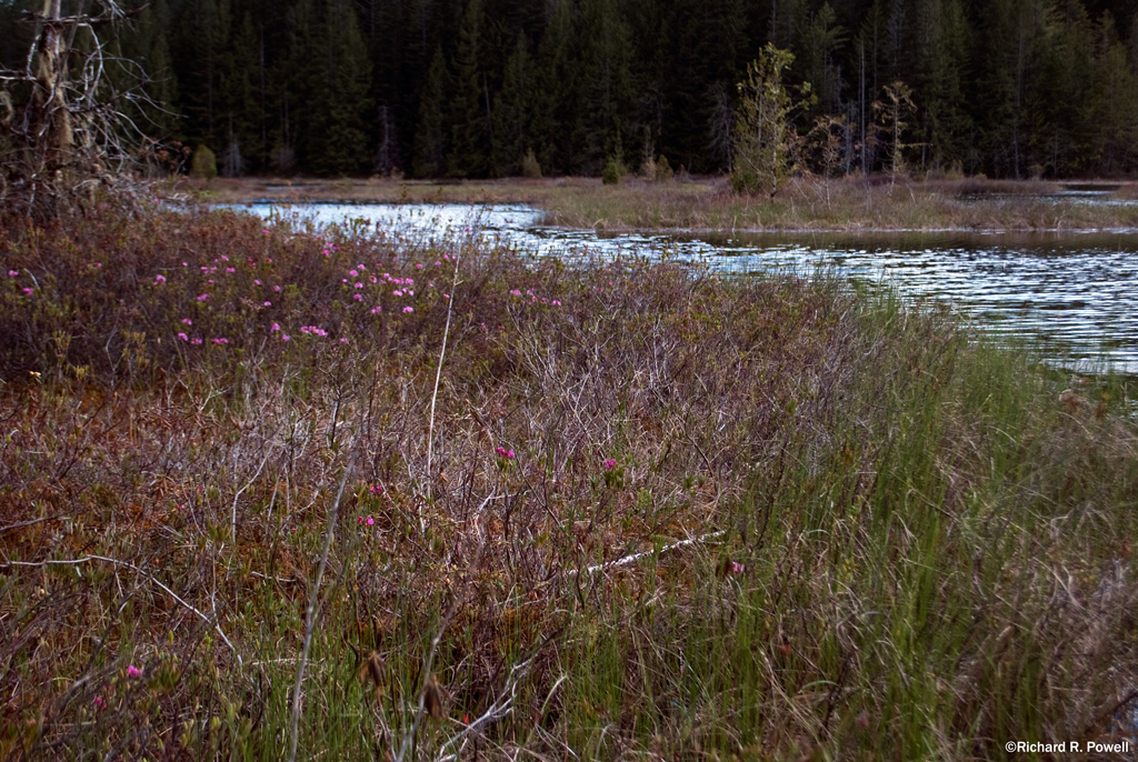 100 Lakes on Vancouver Island: Patterson Lake