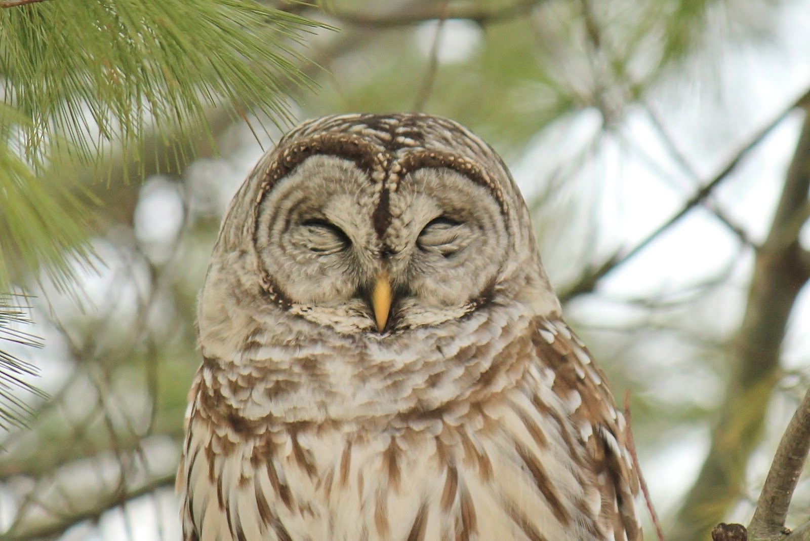 Wildlife Photography and Experiences with Brennan: Owls are a Hoot ...