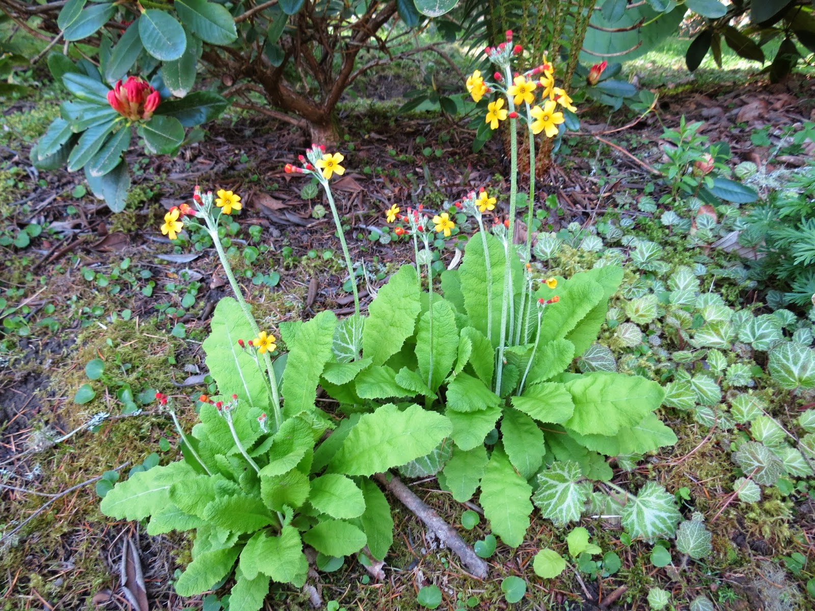My favorite plant in the garden this week is: Primula bulleyana (?)