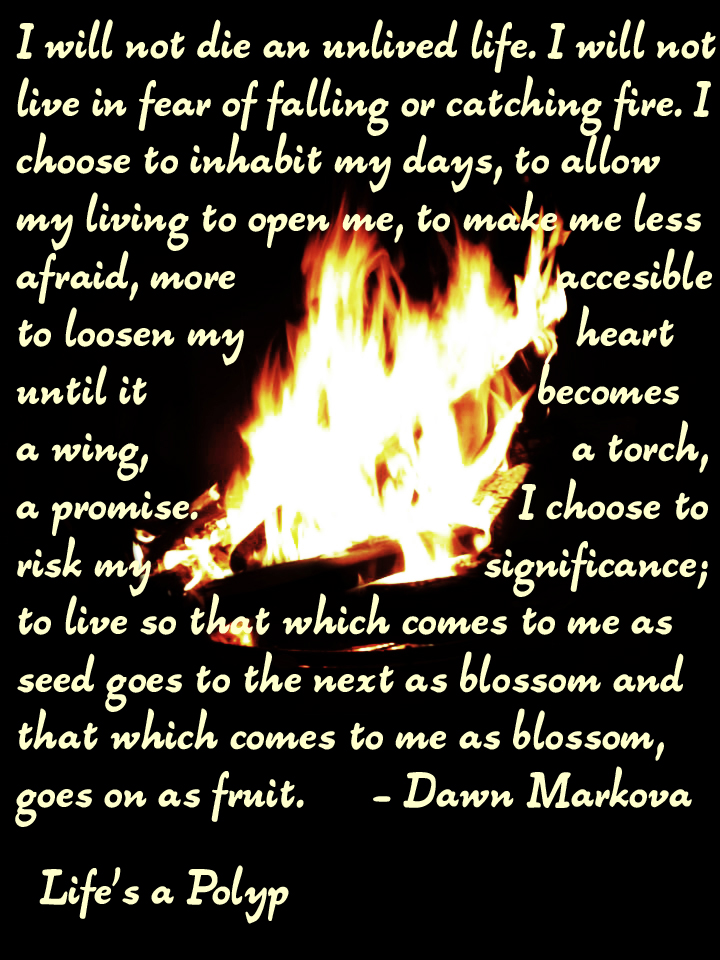 Life's a Polyp : Let The Fire Burn