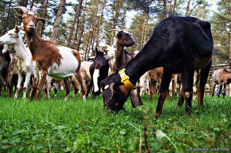 Un paseo,una foto: XXVII Feira do poldro e gando de monte. Muras (Lugo)