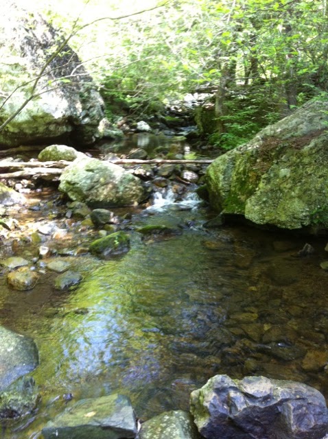 Hawksbill Cabin: Piney Branch - Piney Ridge Trail: a 75@75 Hike (part 1)